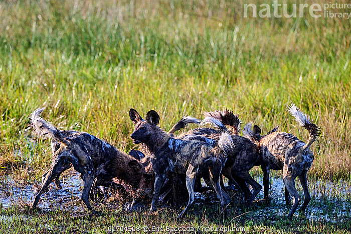 African Wild Dog Prey