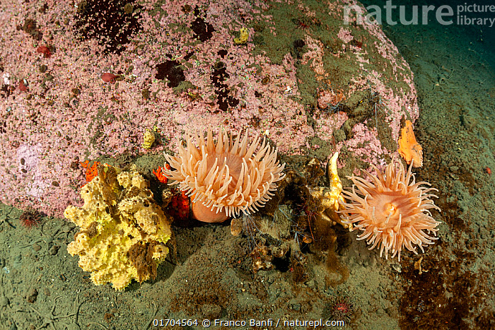 Stock photo of Two Sea anemones (Urticinopsis antarctica) and a Sponge ...