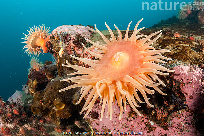 Stock photo of Sea anemones (Urticinopsis antarctica) on rocks ...