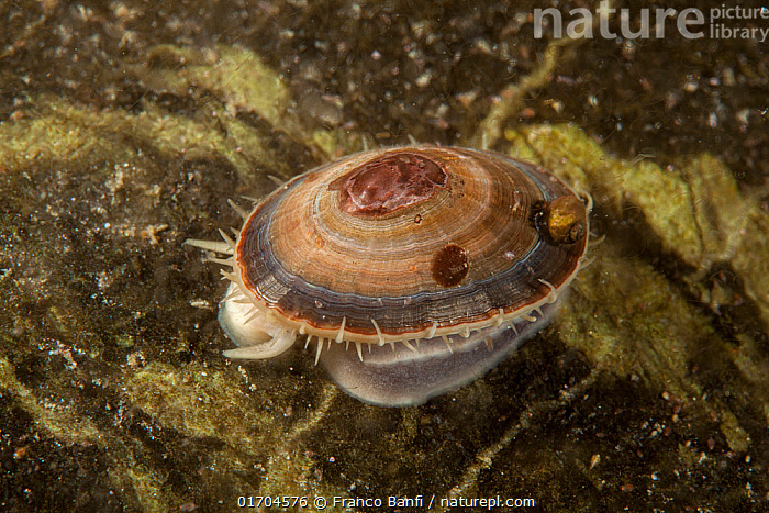 Stock photo of Limpet (Nacella concinna) showing mantle and small ...