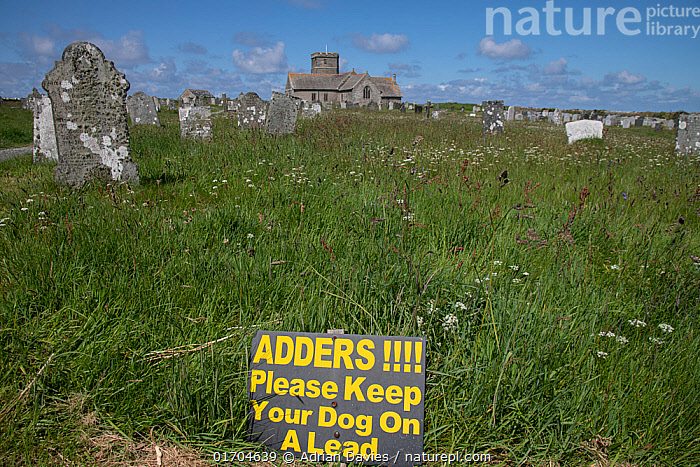 Stock photo of Adder (Vipera berus) warning sign in a churchyard ...