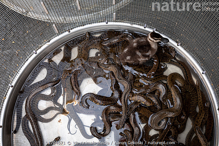 Stock photo of A duckling standing amid a group of live snakes inside a ...