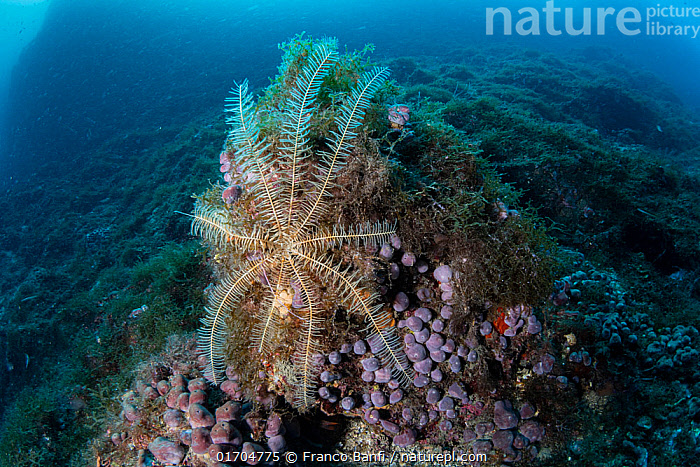 Stock photo of Crinoid / Feather star (Antedon mediterranea) on a rock ...