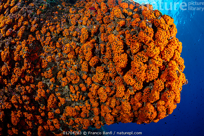 Stock photo of Star coral (Astroides calycularis) covering a rock ...
