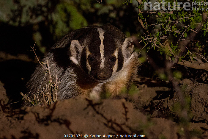 Stock photo of American badger (Taxidea taxus) cub at den, night, Texas ...