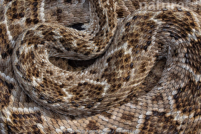Stock photo of Western diamondback rattlesnake (Crotalus atrox) skin ...