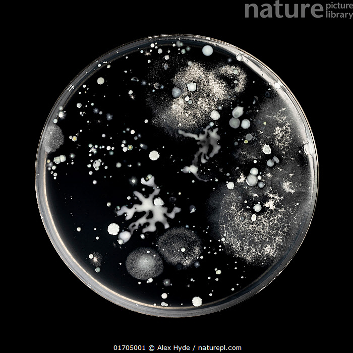 Stock photo of Soil bacteria and fungi cultured on nutrient agar from a ...