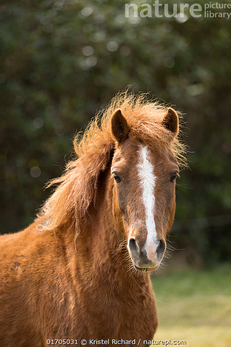 Stock photo of Kerry bog pony, mare, a rare breed, head portrait ...