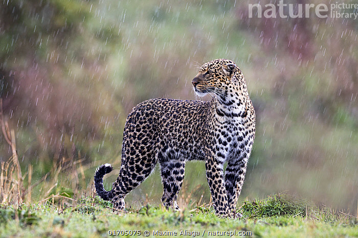 Stock photo of Leopard (Panthera pardus) standing in the rain, Masai ...