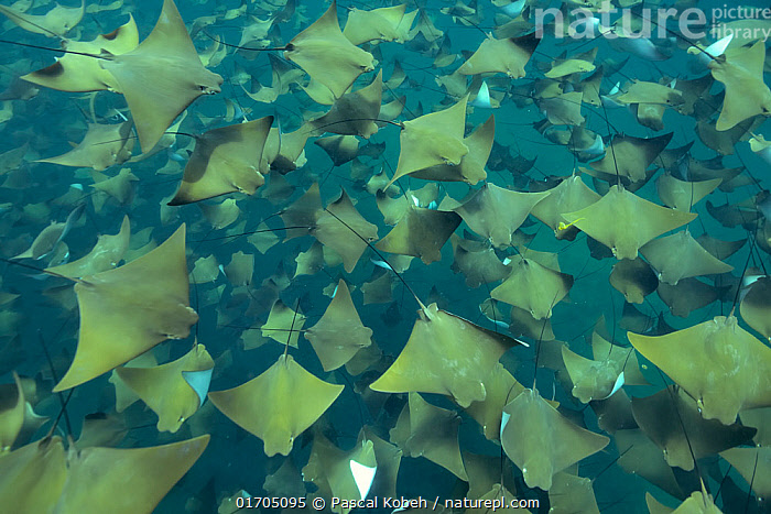 Stock photo of Large school of Pacific cownose rays / Golden cownose ...