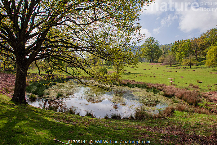 Stock photo of Oak (Quercus robur) tree growing beside an Ice Age pond ...
