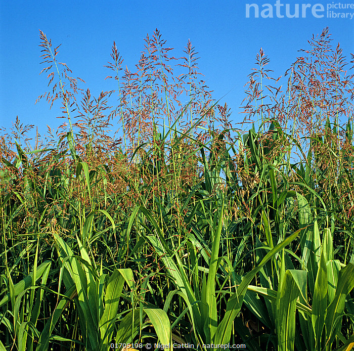 Stock photo of Johnson grass (Sorghum halepense) tall, flowering weed ...