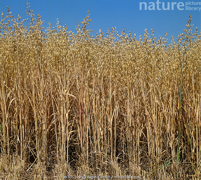 Stock photo of Field of golden, ripe crop of Oats (Avena sativa) in ...
