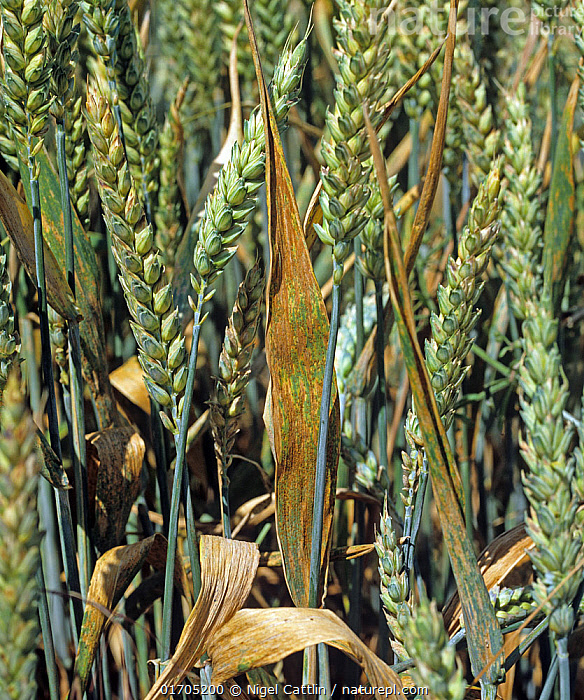 Stock photo of Brown rust (Puccinia recondita f.sp. tritici) pustules ...