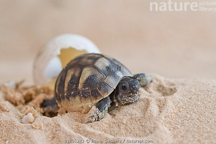 Stock photo of Eastern Hermann's tortoise (Testudo hermanni boettgeri ...