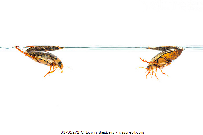 Stock photo of Two Diving beetles (Rhantus exoletus) below water ...