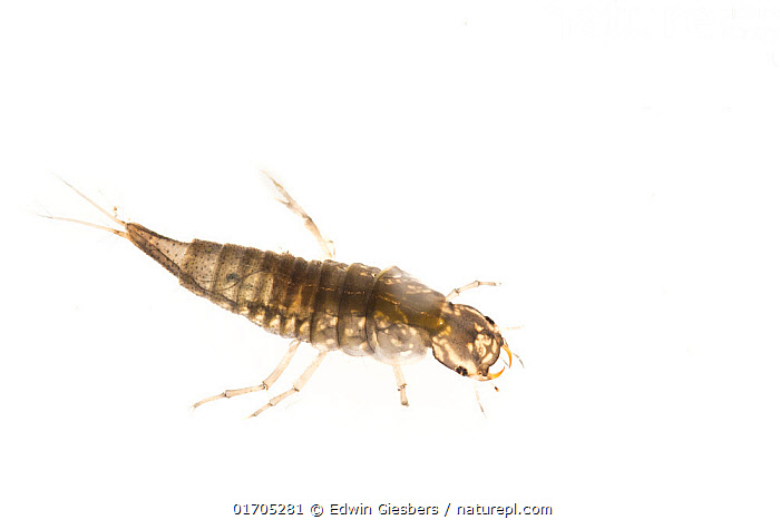 Stock photo of Diving beetle (Rhantus exoletus) nymph, the Netherlands ...