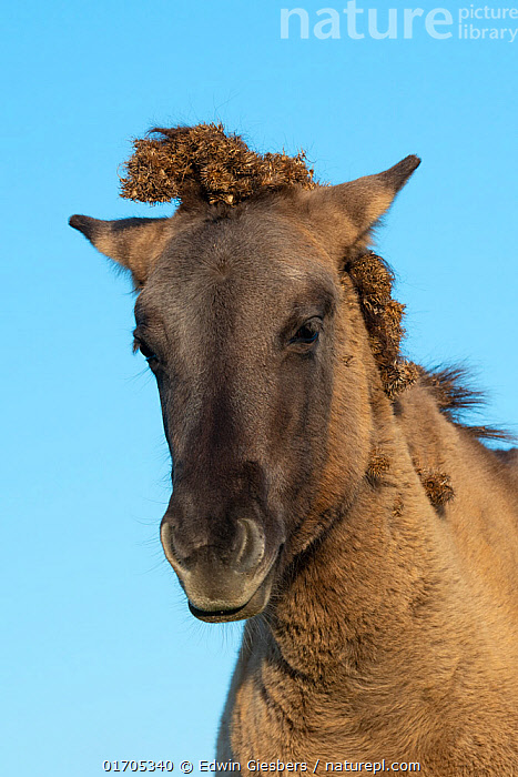 Equus Ferus Caballus Imagen Foto Animales Animales Wild Horse (Equus