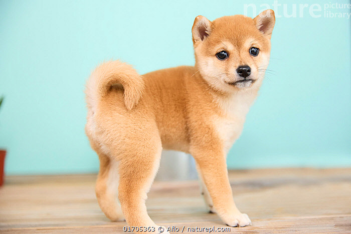Inu Dog Stand