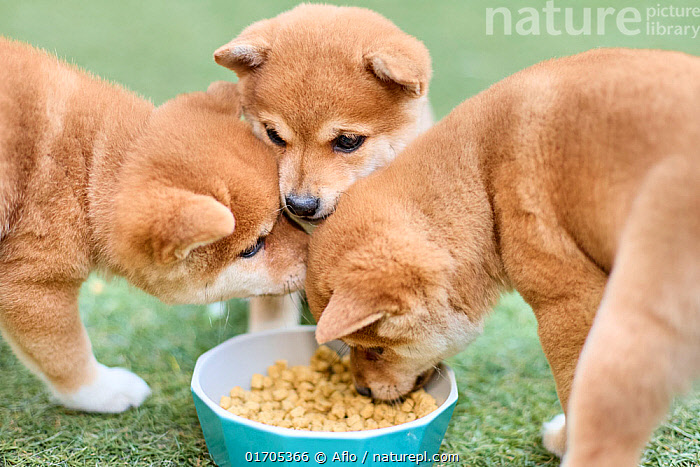 Stock photo of Three Shiba Inu dog (Canis lupus familiaris) puppies ...