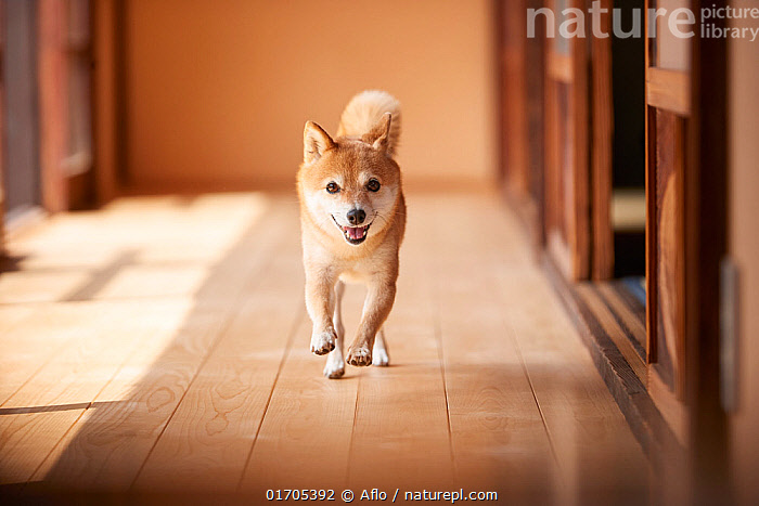 Stock photo of Shiba Inu dog (Canis lupus familiaris) running through ...