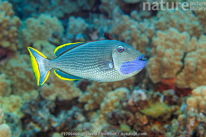 Stock photo of Male Gilded triggerfish (Xanthichthys auromarginatus ...