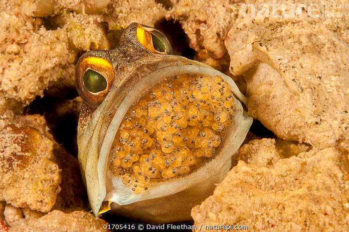 Stock photo of Male Gold-specs jawfish (Opistognathus randalli), with ...