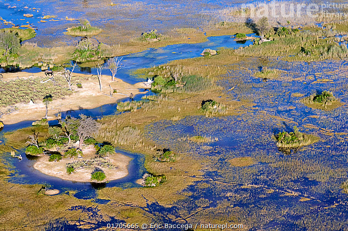 Stock photo of Aerial view of the Okavango Delta with channels, lagoons ...