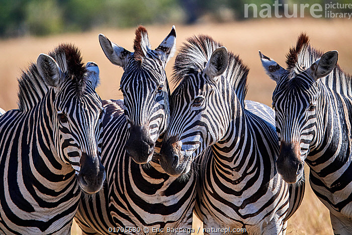 Stock photo of Four Common / Plains Zebras (Equus quagga) standing side ...