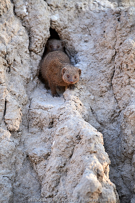 Stock photo of Two Dwarf mongoose (Helogale parvula) peering out from ...