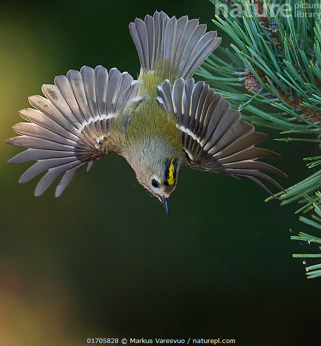 Stock photo of Goldcrest (Regulus regulus) in flight, portrait ...