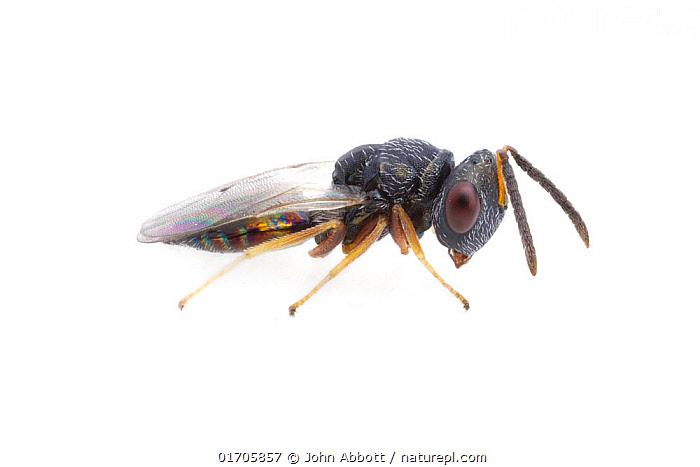 Stock photo of Butterfly pupal parasite wasp (Pteromalus puparum ...