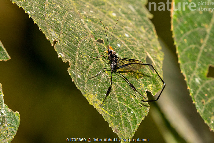 Stock photo of Female Pelecinid wasp (Pelecinus sp) resting on leaf ...
