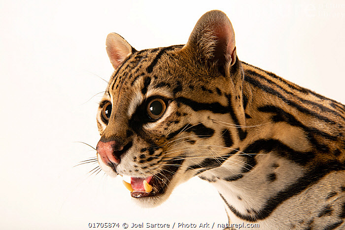 Ocelot Face Ocelot Head Hi Res Stock Photography And Images Alamy