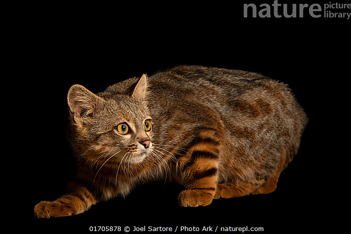 Stock photo of Pampas cat (Leopardus colocola) portrait, Chilean ...