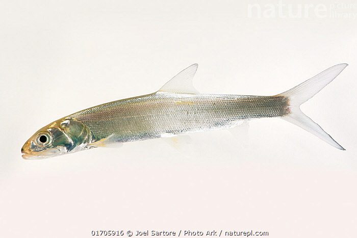 Images Of Lady Fish Ladyfish Stock Photos Free & Royalty Free Stock