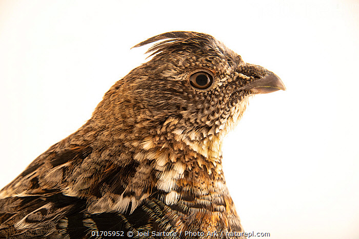 Stock photo of Hoary ruffed grouse (Bonasa umbellus incana) male, head ...