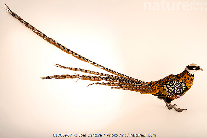 Stock photo of Reeve's pheasant (Syrmaticus reevesii) male, portrait ...