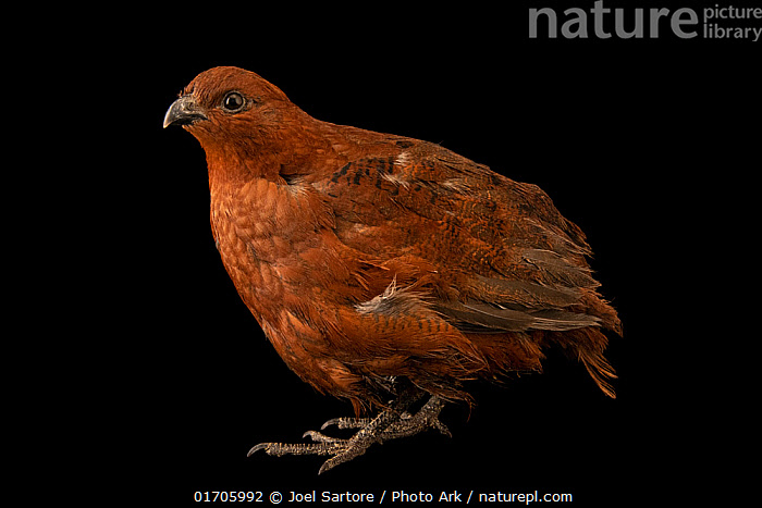 Stock photo of Tennessee red quail (Colinus virginianus), a color ...