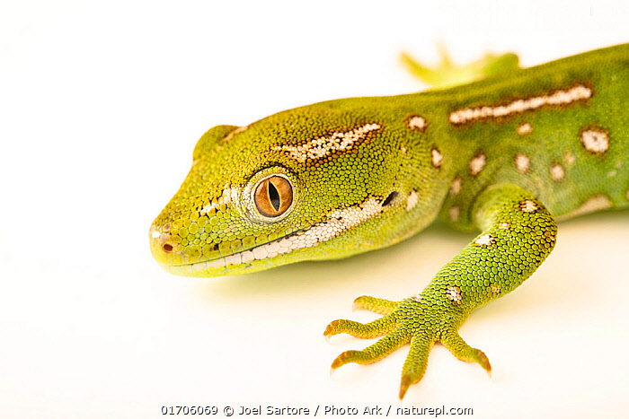 Stock photo of Northland green gecko (Naultinus grayii) head and ...