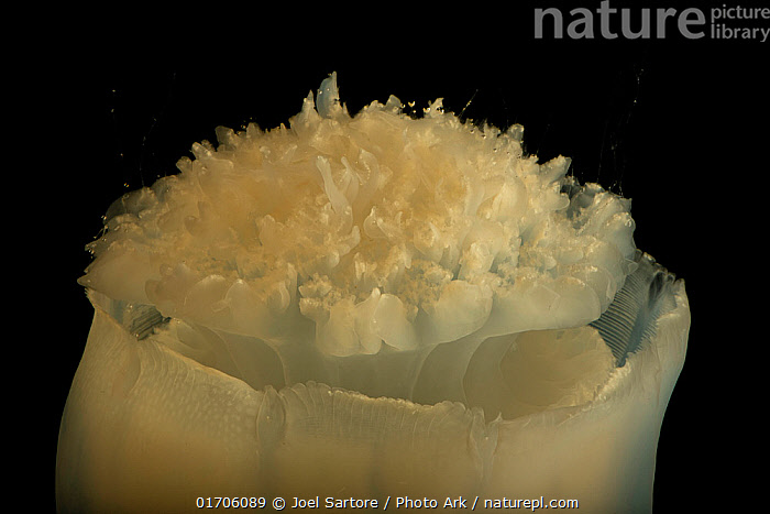 Stock photo of Cannonball jellyfish (Stomolophus meleagris) close up ...
