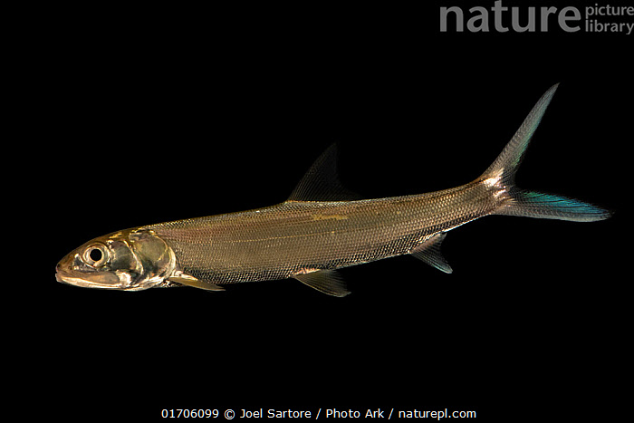 Ladyfish