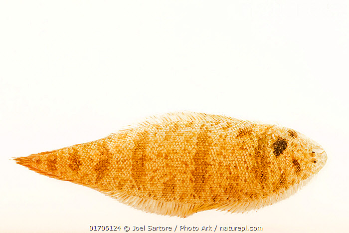Stock photo of Black-cheeked tongue fish (Symphurus plagiusa) portrait ...