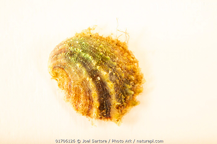 Stock photo of Spiny slipper limpet (Bostrycapulus aculeatus) portrait ...