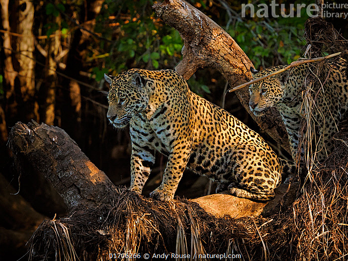 Stock photo of Jaguars (Panthera onca), female with cub behind, sitting ...