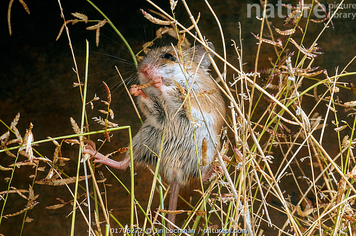 Stock photo of Sandy inland mouse (Pseudomys hermannsburgensis ...
