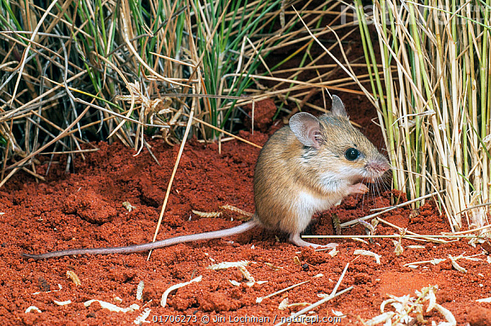 Stock photo of Sandy inland mouse (Pseudomys hermannsburgensis ...