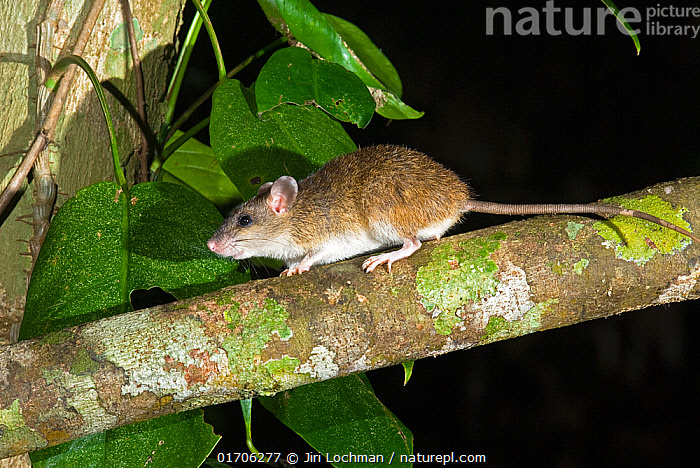 Stock photo of Cape York rat (Rattus leucopus) female, on branch, Iron ...