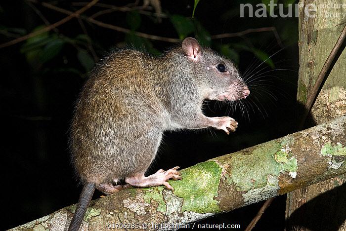 Stock photo of Giant white-tailed rat (Uromys caudimaculatus) sitting ...