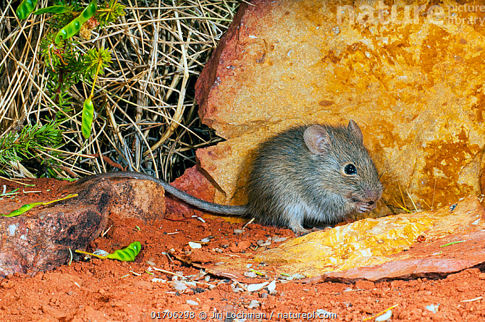 Stock photo of Desert mouse (Pseudomys desertor) feeding, Gibson Desert ...